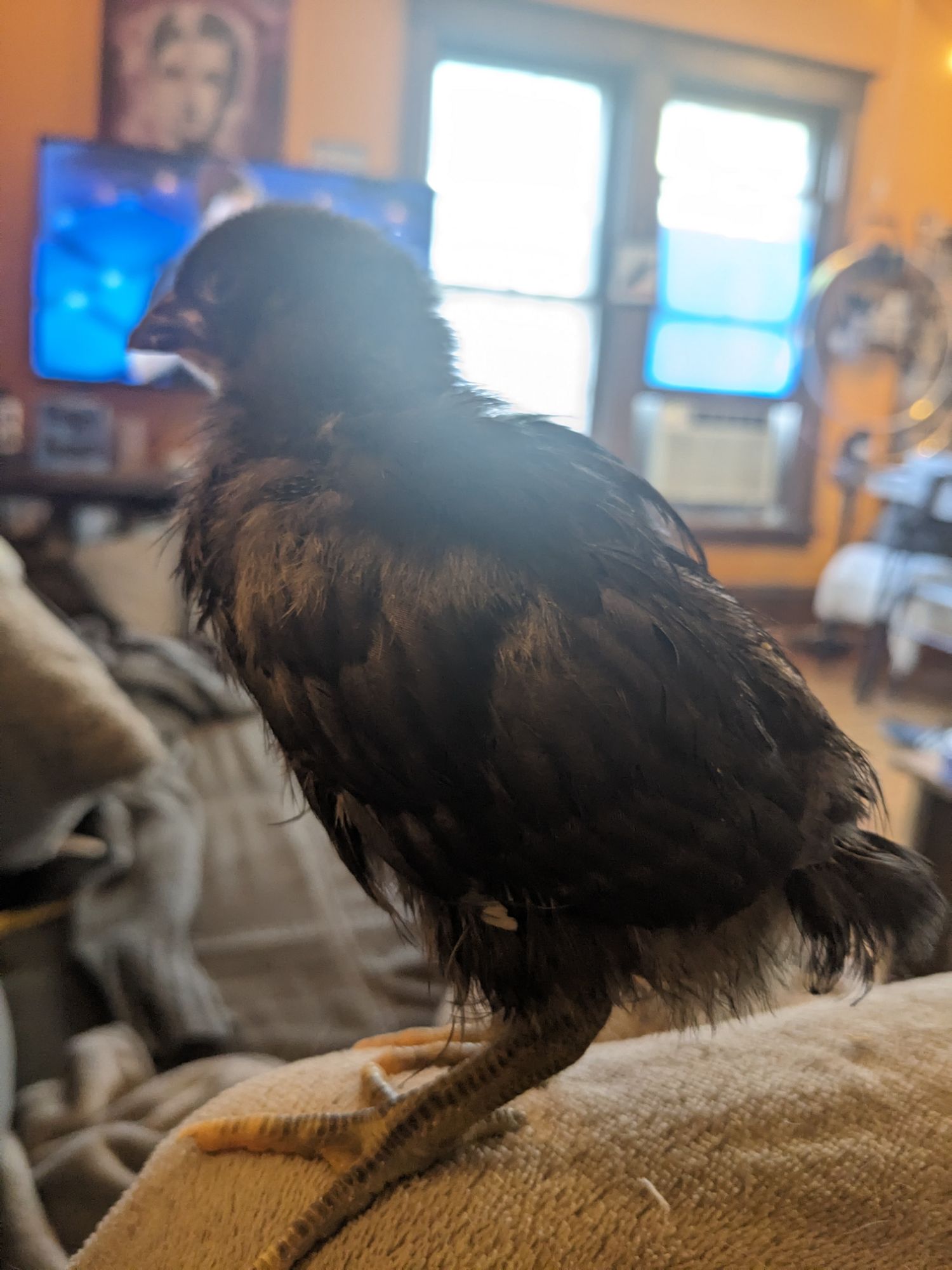 Meet The Flock: Say Hello to Laverne, The Coop’s Classy Comedian – Yard ...